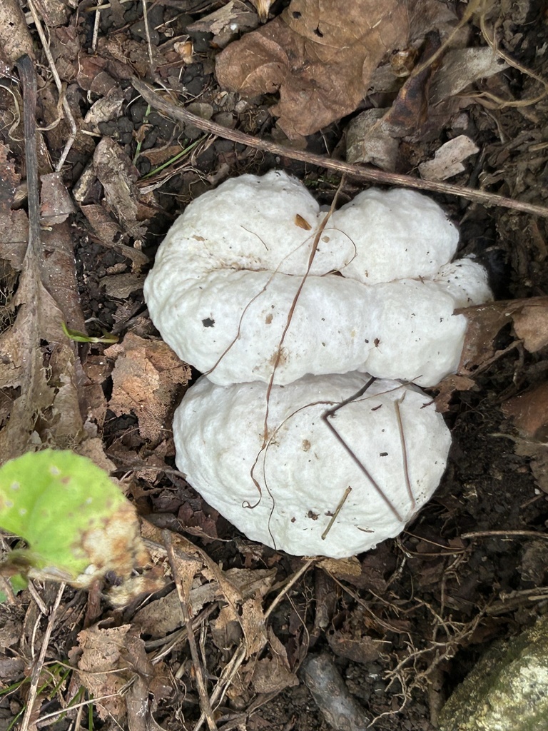 Aborted entoloma from George Washington & Jefferson National Forests ...