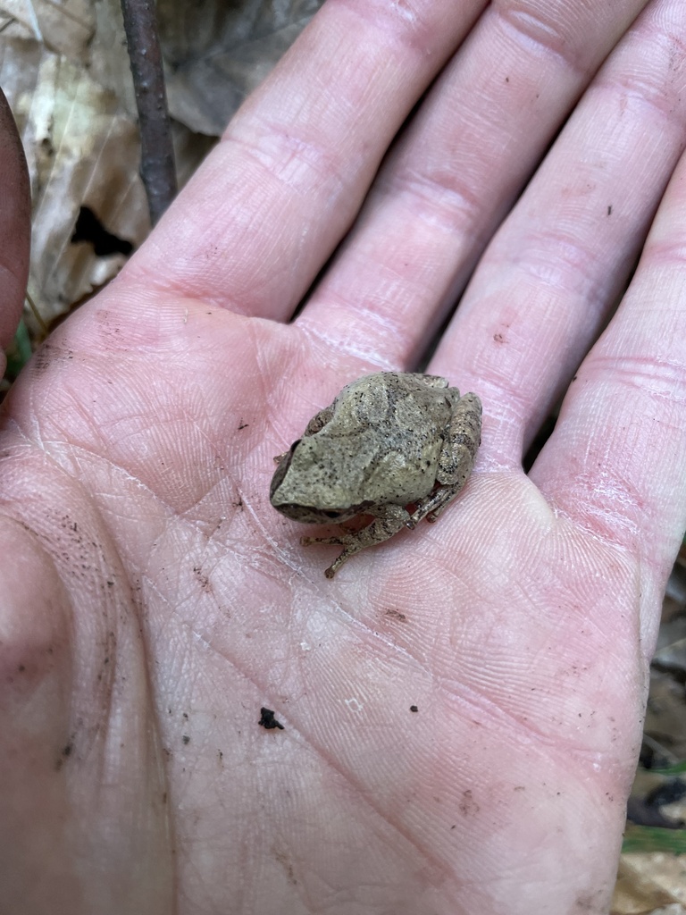 Spring Peeper from Northport, MI, US on October 6, 2023 at 12:31 PM by ...