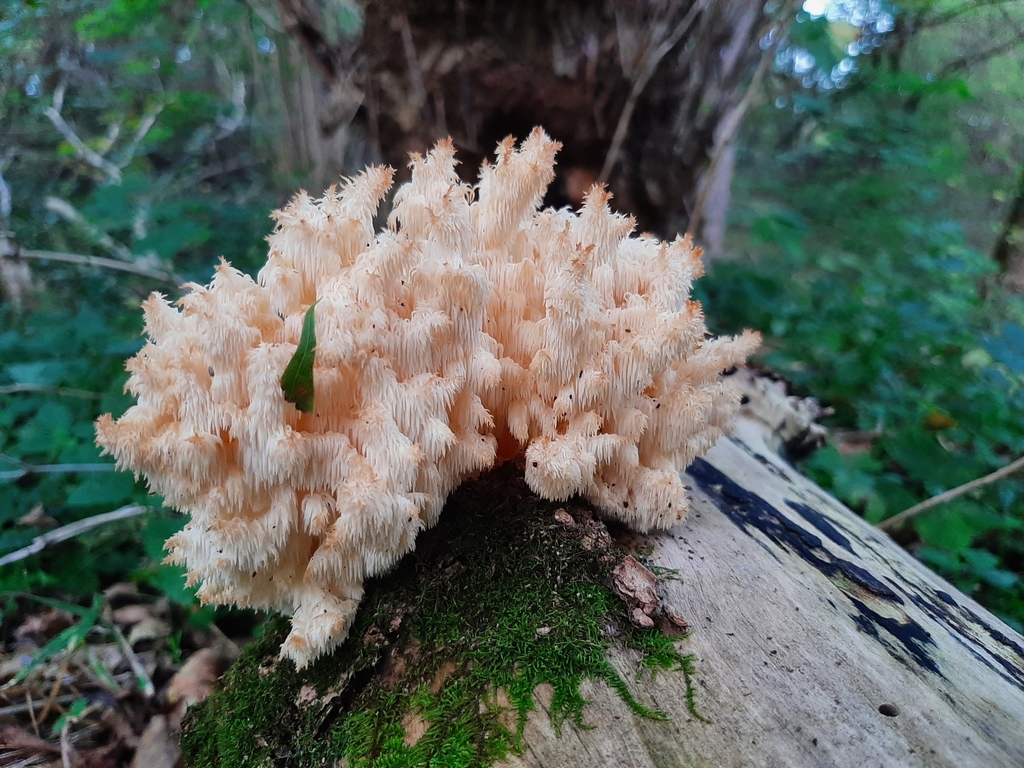 Coral tooth fungus in October 2023 by JoJo's bizarre observation ...