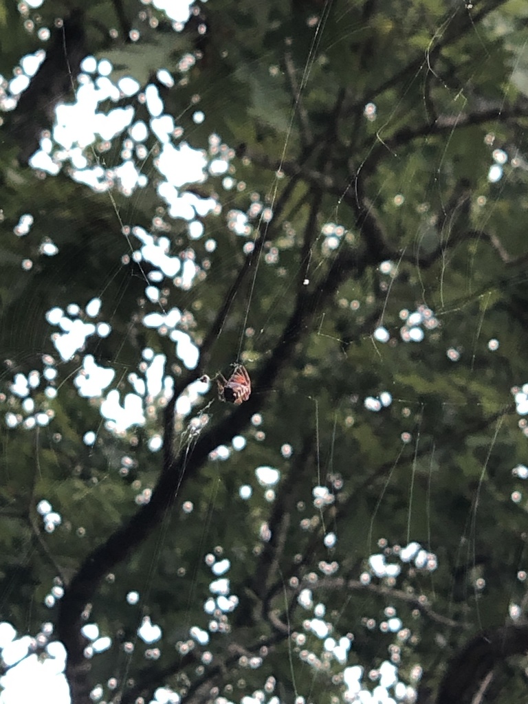 Labyrinth Orbweaver from William B. Umstead State Park, Raleigh, NC, US ...