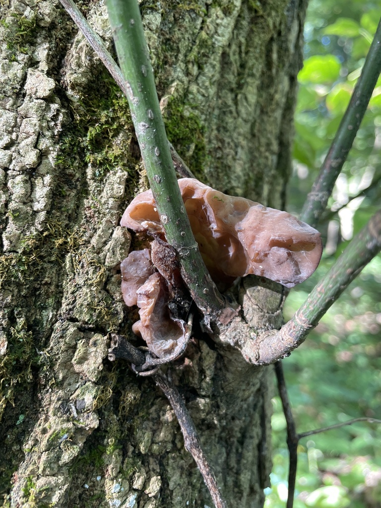 Wood ear fungi from Chesterfield, MO, US on October 6, 2023 at 10:05 AM ...