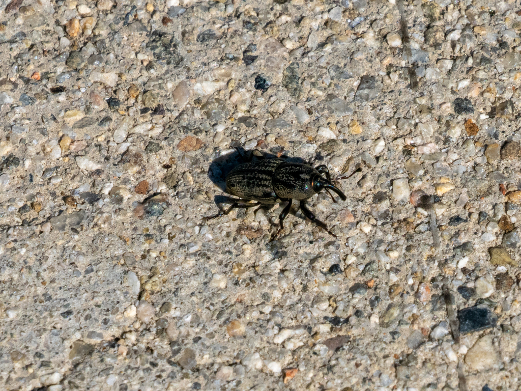 Hunting Billbug from College Park, Costa Mesa, CA, USA on September 27 ...