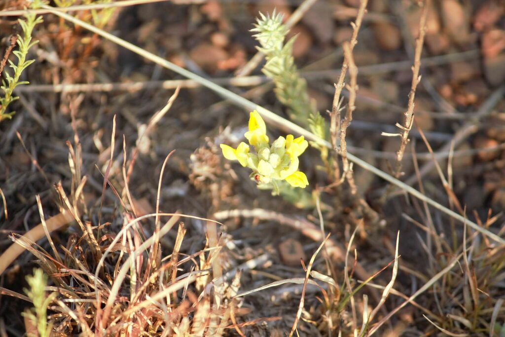 Silver Frilly Pea from Carletonville, 2499, South Africa on October 6 ...
