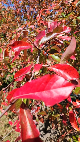 Observations by terrydeng · iNaturalist