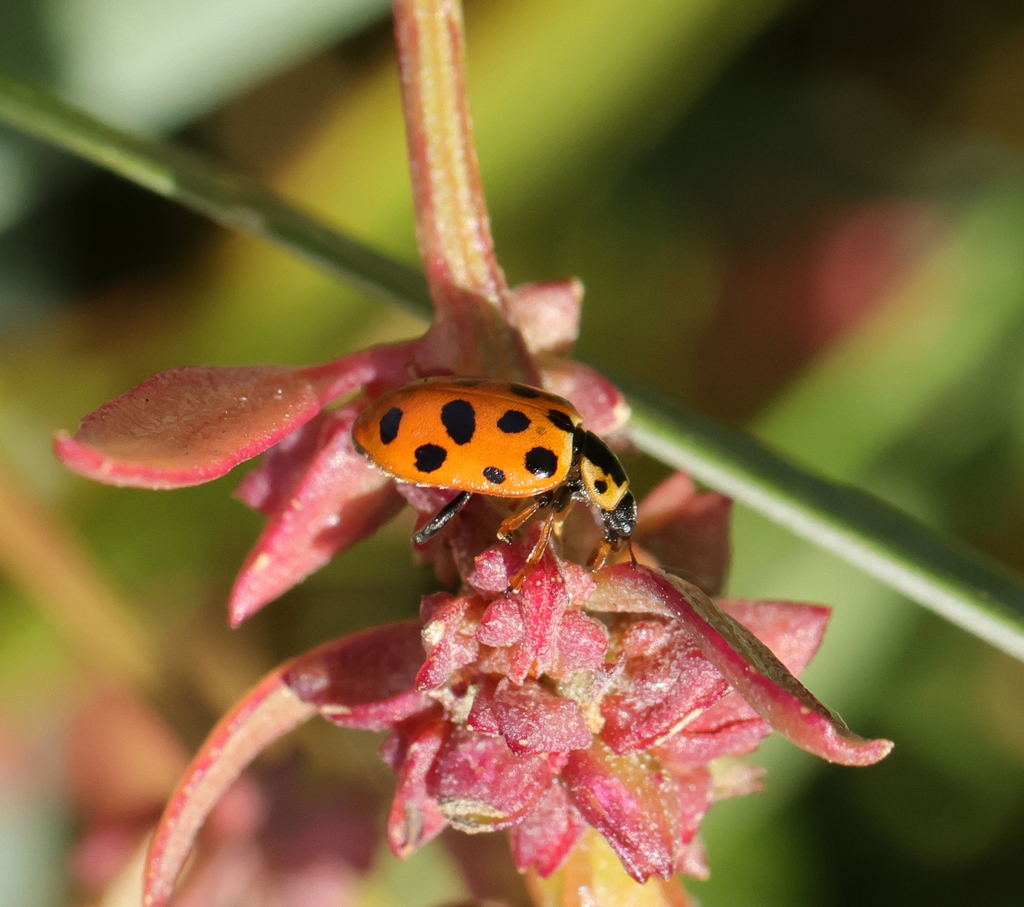 Thirteen-spotted Lady Beetle from Oudalle, France on October 6, 2023 at ...