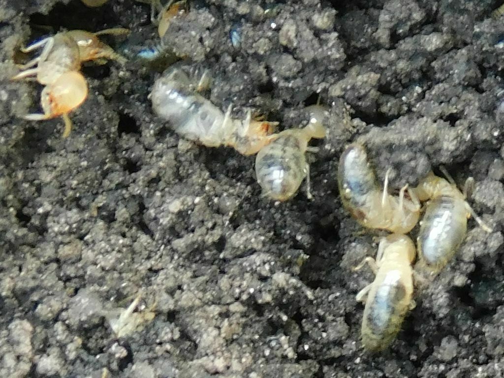 Amitermes from Sandpit Greyton, 7233, South Africa on October 2, 2023 ...