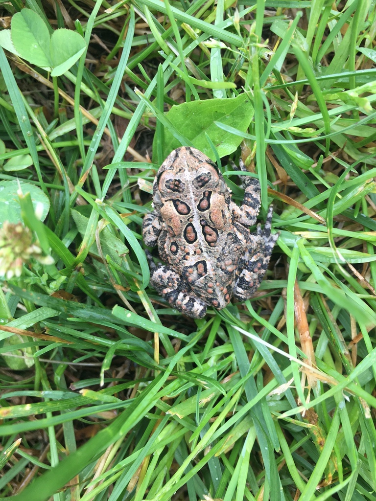 North American Toads from Burlington, VT, USA on June 17, 2023 at 01:39 ...