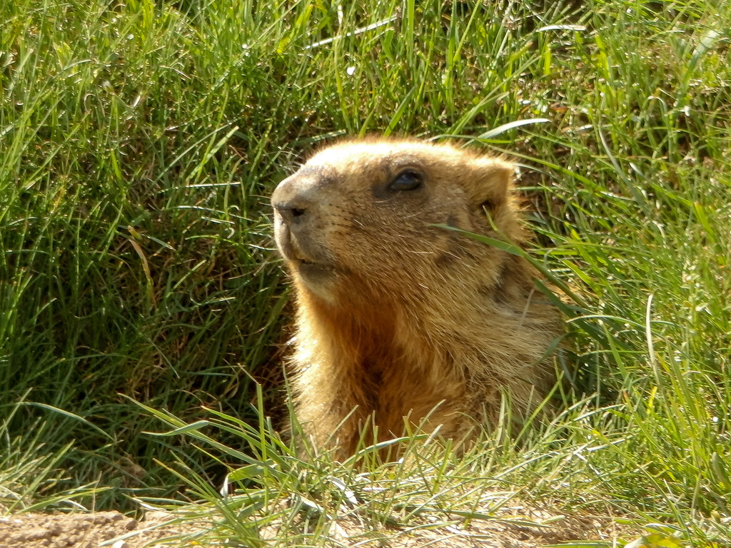 Grey Marmot from Kochkor District, Kirgistan on July 3, 2023 at 10:23 ...
