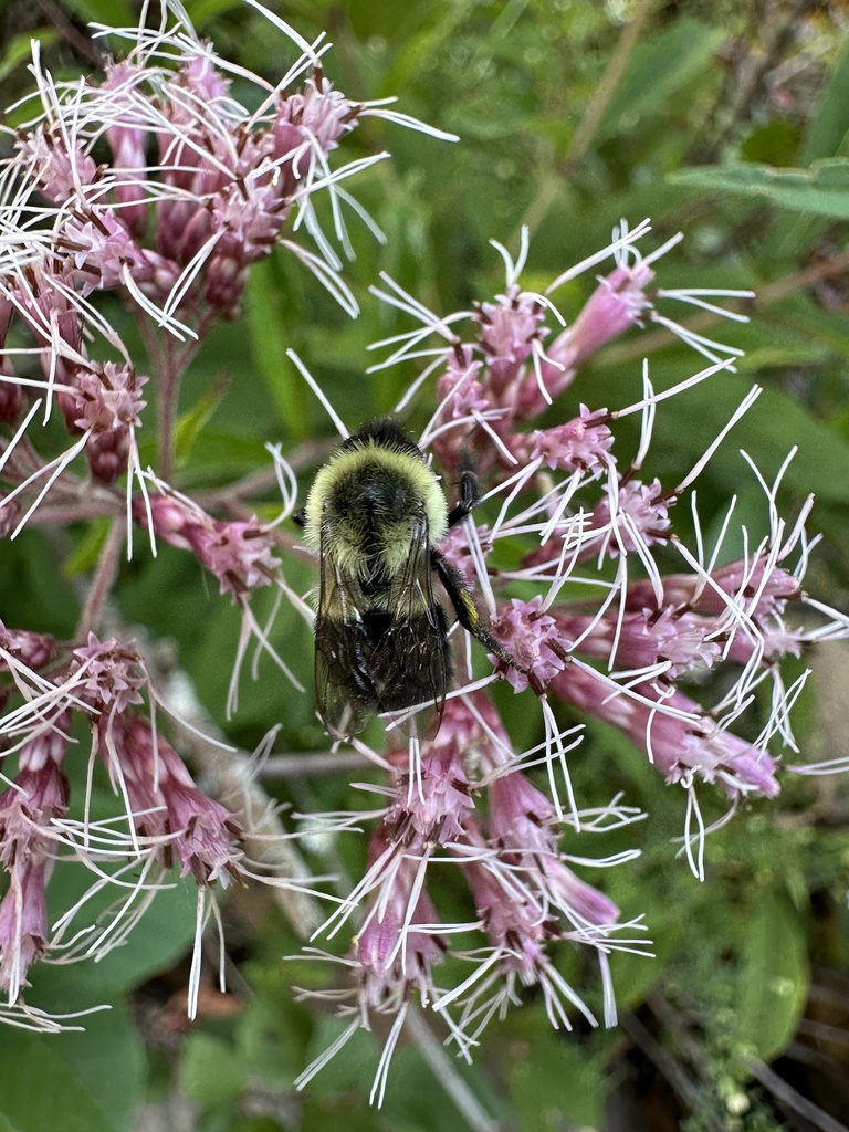 Common Eastern Bumble Bee from Little River Canyon National Preserve ...