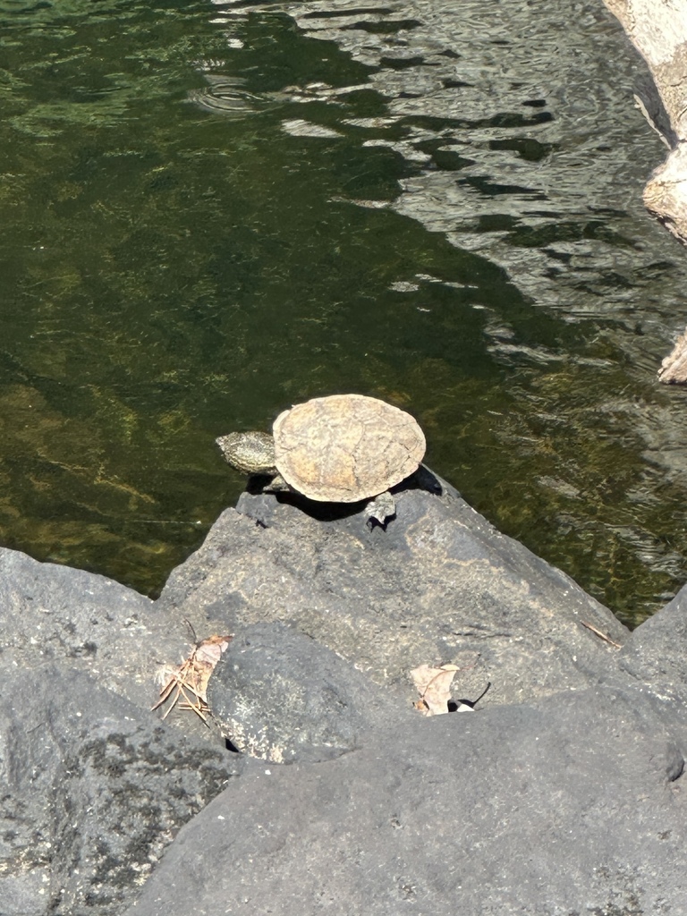 Stripe-necked Musk Turtle from Little River Canyon National Preserve ...