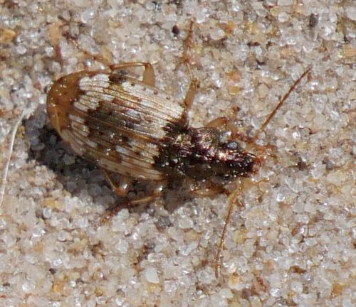 Tetragonoderus pictus · iNaturalist