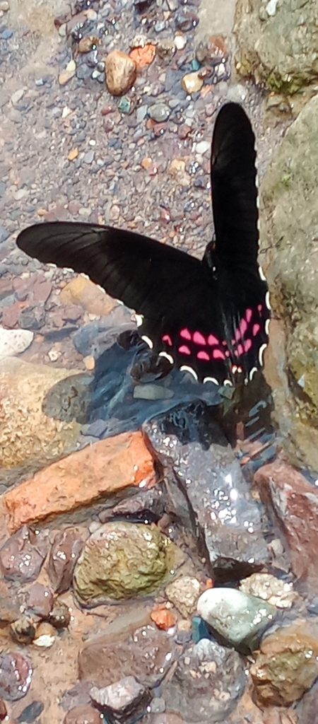 pink-spotted swallowtail from 30379 Chis., México on October 6, 2023 at ...