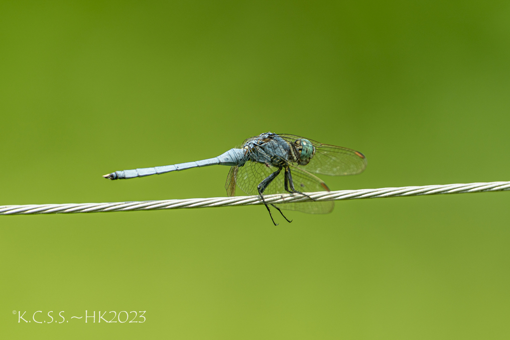 Slender Blue Skimmer in July 2023 by kcss · iNaturalist