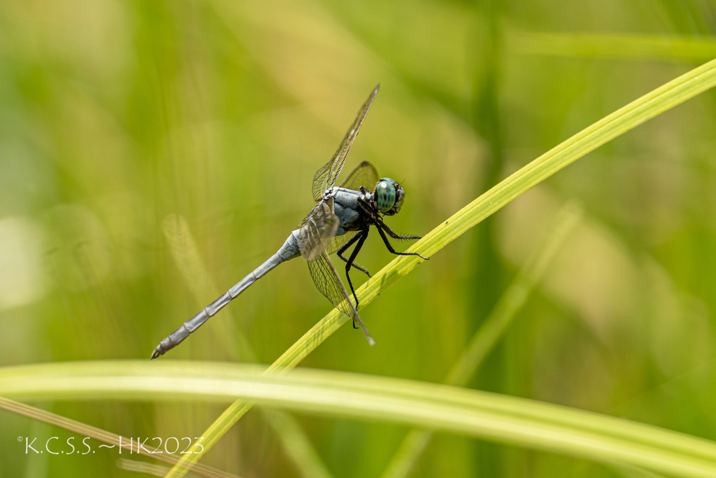Slender Blue Skimmer in July 2023 by kcss · iNaturalist