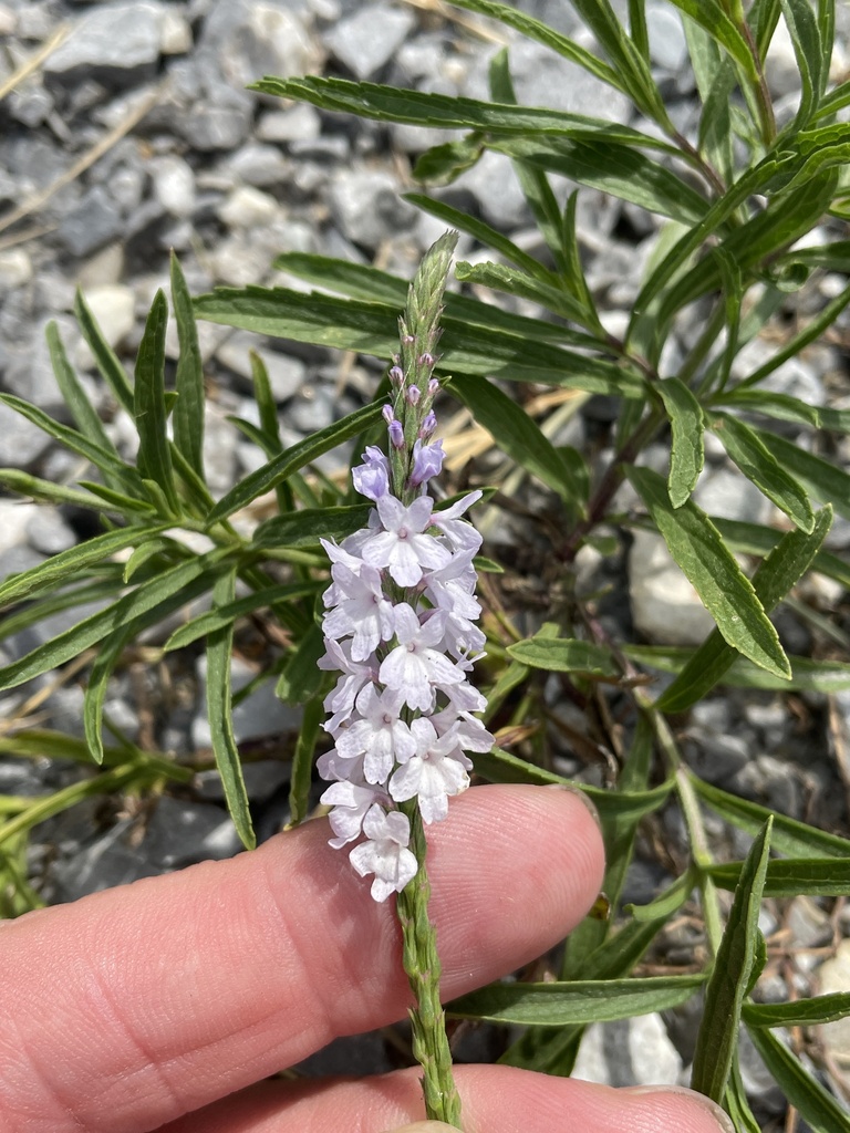 Narrowleaf Vervain from Bailey St, Baileyton, TN, US on October 6, 2023 ...