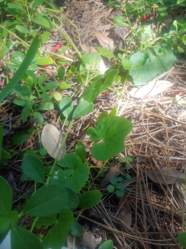 creeping cucumber from 6th Ave S + 2nd St S, St. Petersburg, FL 33701 ...