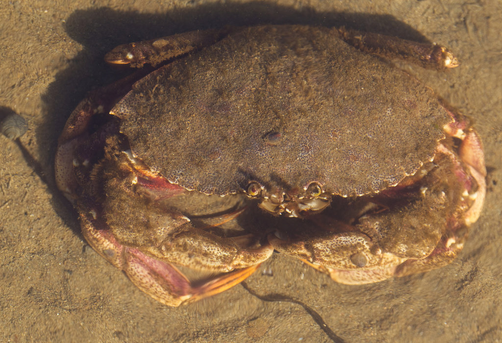 Atlantic Rock Crab from Gulf of St. Lawrence, Carleton, NB, CA on ...