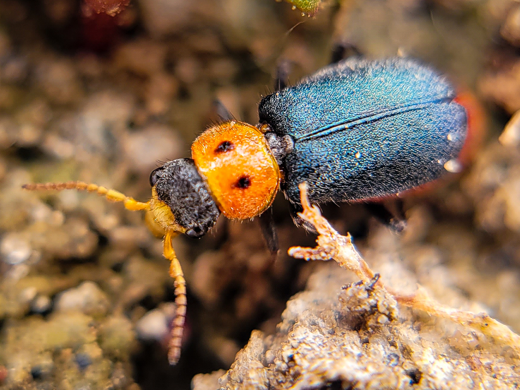 Collops bipunctatus from Forty Mile County No. 8, AB, Canada on July 14 ...