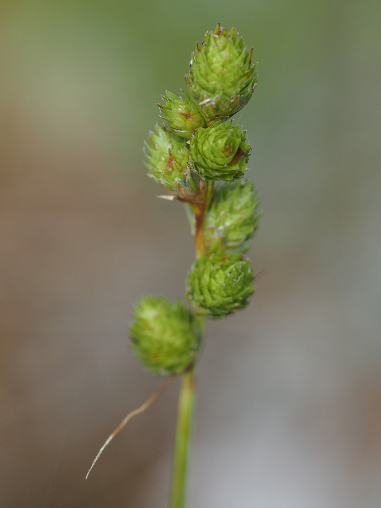 clustered sedge from Sandy Lake Rd, Peterborough County, Ontario ...