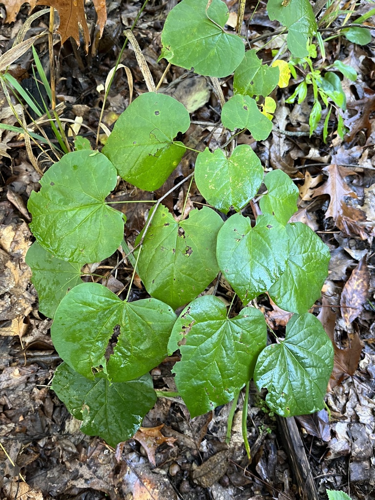 eastern redbud from Huron Parkway Nature Area, Ann Arbor, MI, US on ...