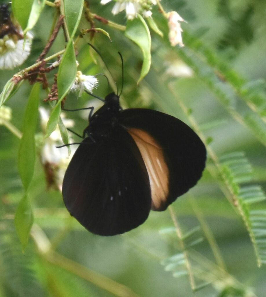 Euploea wallacei from Yalimo Regency, Papua, Indonésie on August 1 ...