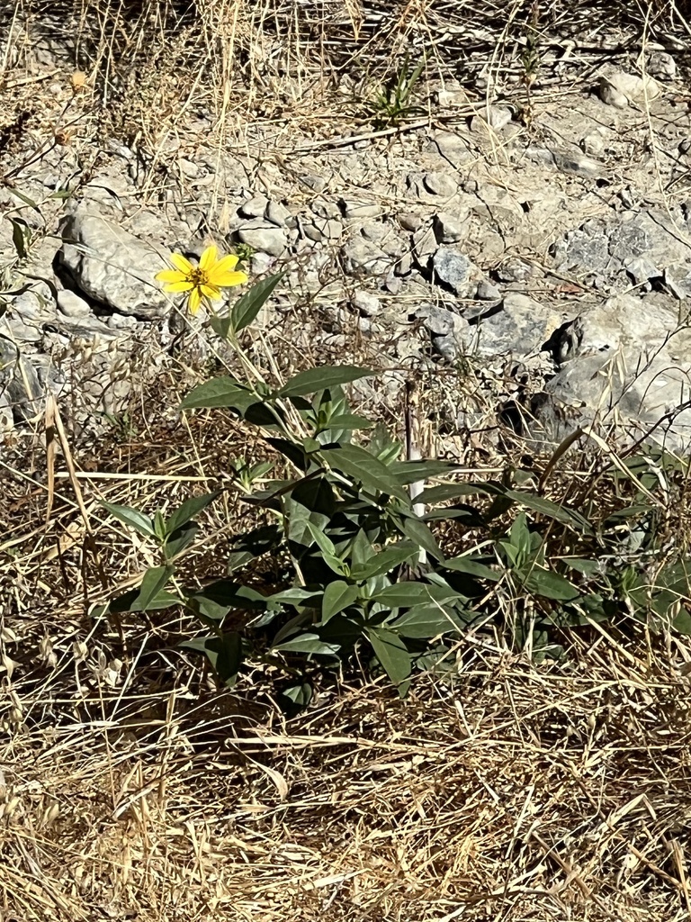 California sunflower from Mount Diablo State Park, Walnut Creek, CA, US ...