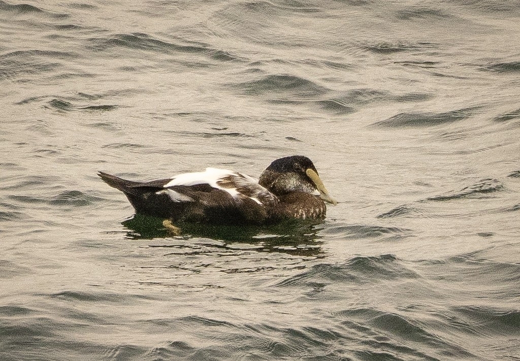 Common Eider from Bristol, ME 04554, USA on September 24, 2023 by Kathy ...