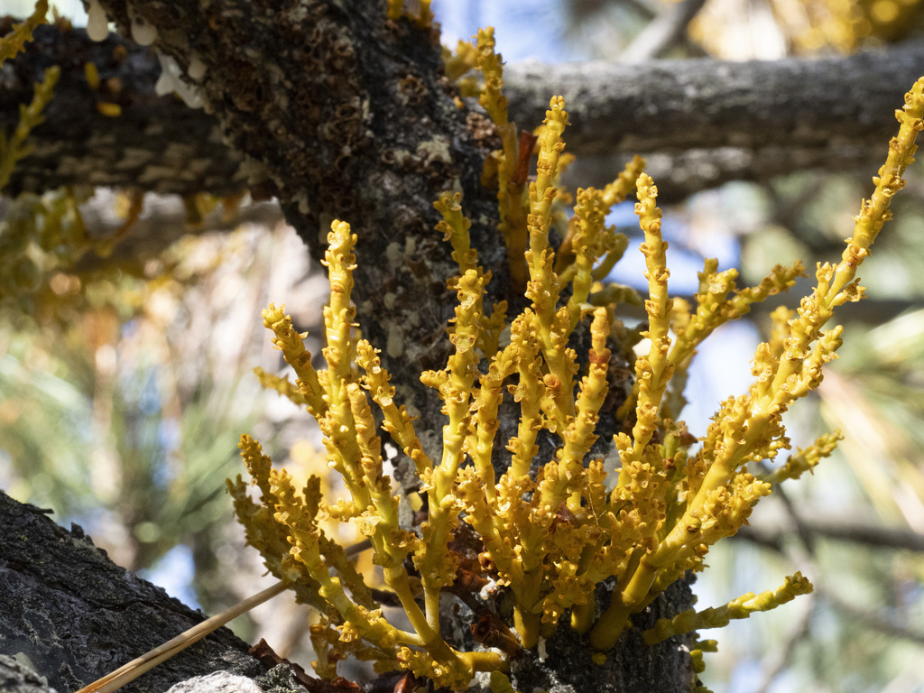 Western Dwarf-Mistletoe from San Diego County, CA, USA on October 2 ...