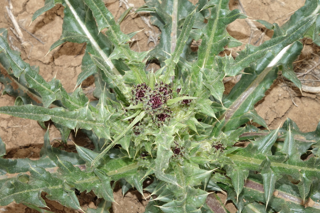 Rocky Mountain Thistle from Mesa County, CO, USA on May 1, 2018 at 05: ...