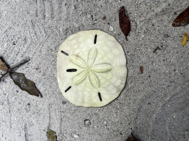 Keyhole Sand Dollars from Honeymoon Island State Park on September 8 ...
