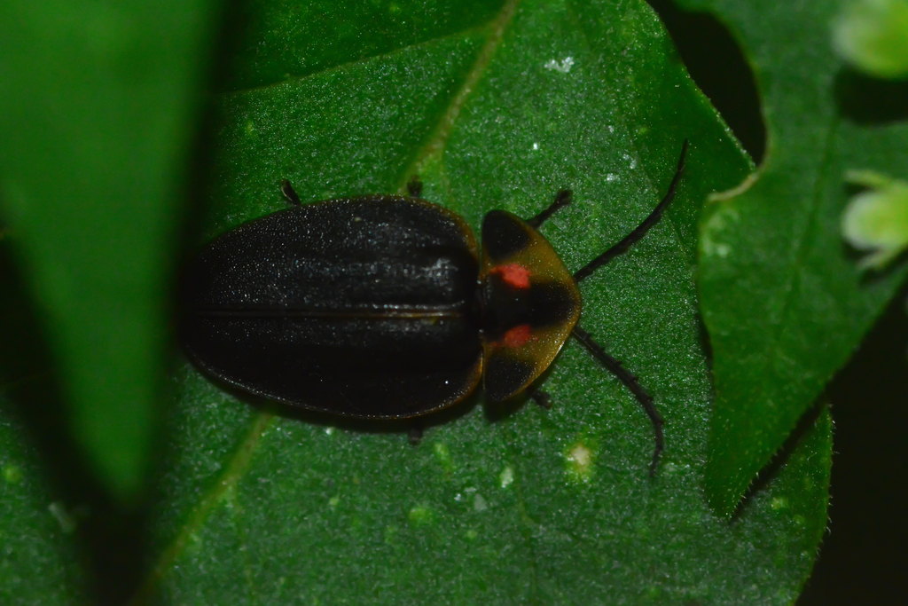 Tenaspis angularis from Campeche, MX on September 19, 2023 at 10:02 AM ...
