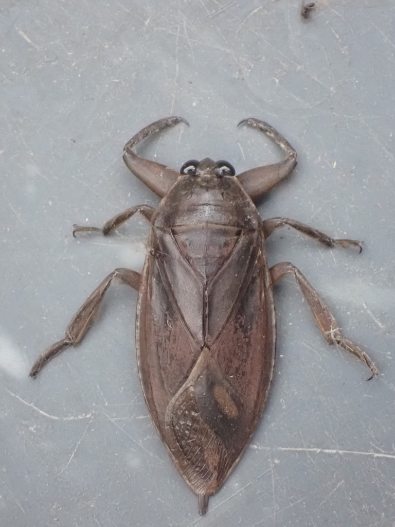 American Giant Water Bug from Hardwick, MA, USA on October 5, 2023 at ...