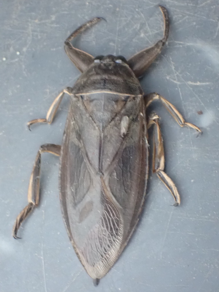 American Giant Water Bug from Hardwick, MA, USA on October 5, 2023 at ...