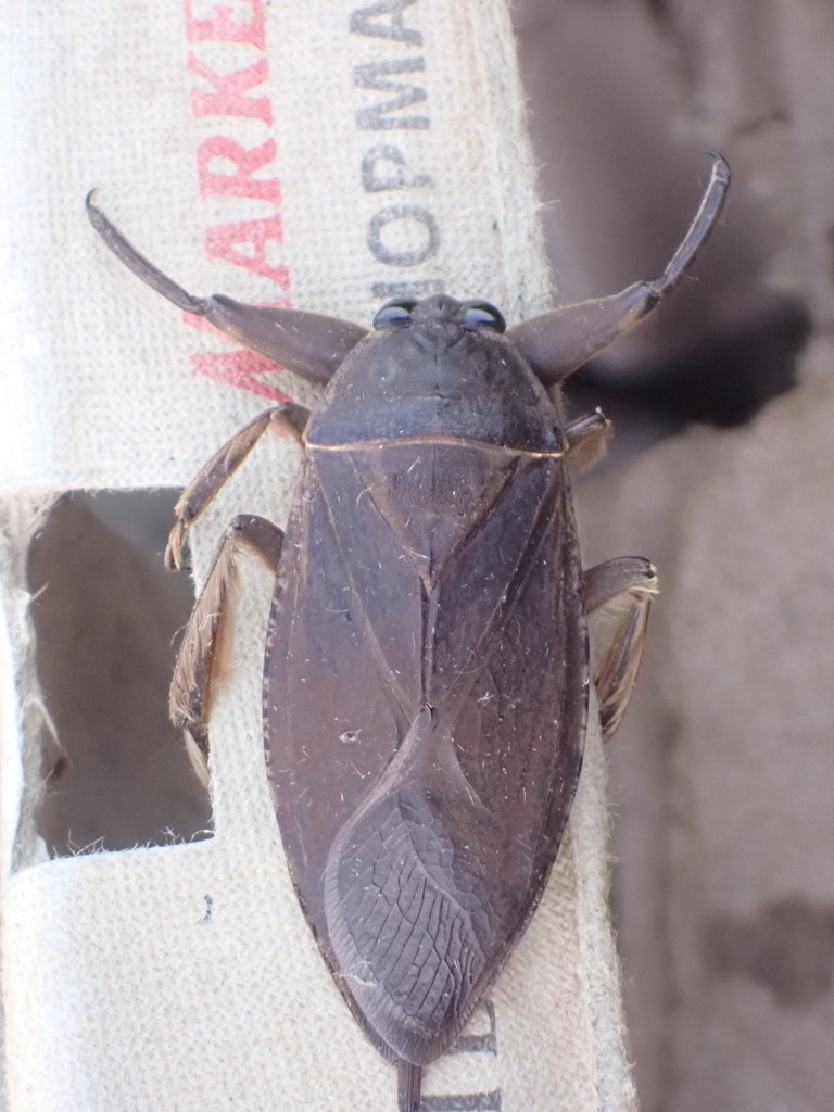 American Giant Water Bug from Hardwick, MA, USA on October 5, 2023 at ...