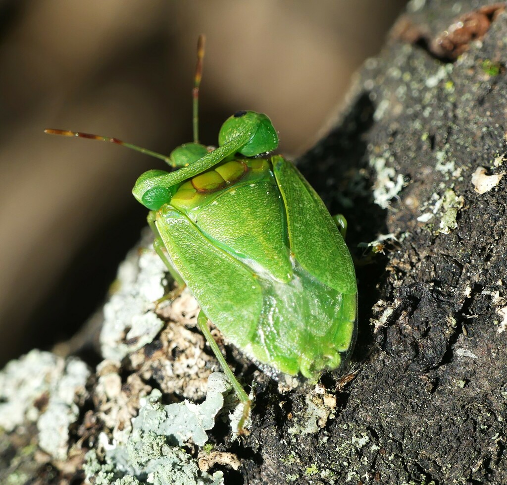 Southern Green Stink Bug from Darmstadt-West, Darmstadt, Deutschland on ...