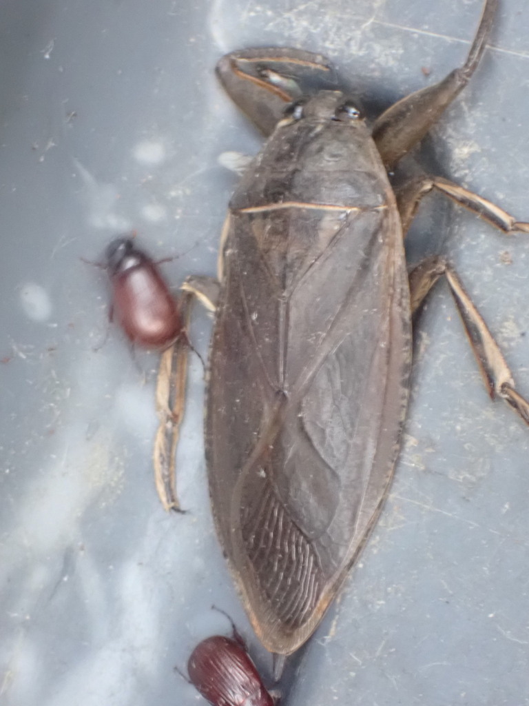 American Giant Water Bug from Hardwick, MA, USA on October 5, 2023 at ...