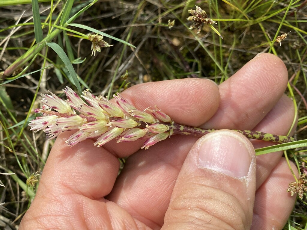 Straight Viooltjie from West Coast District Municipality, South Africa ...