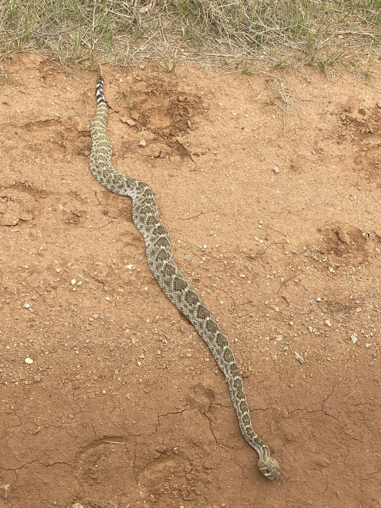 Western Diamond-backed Rattlesnake from Stephens County, TX, USA on ...