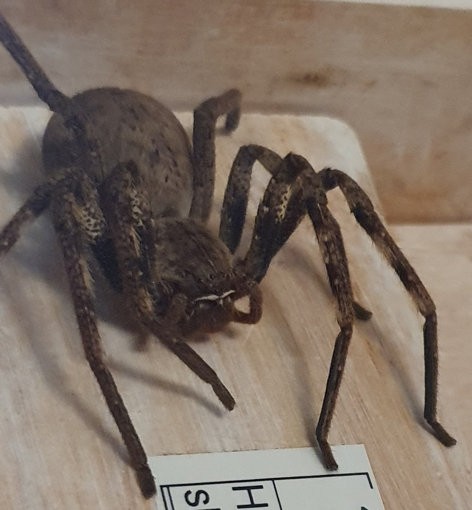 Rain Spiders from Kou-Kamma, South Africa on October 6, 2023 at 09:12 ...