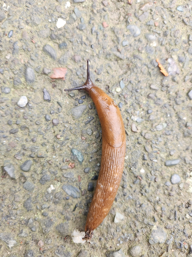 Arion Slugs from Arcata, CA, USA on October 3, 2023 by moorecph ...