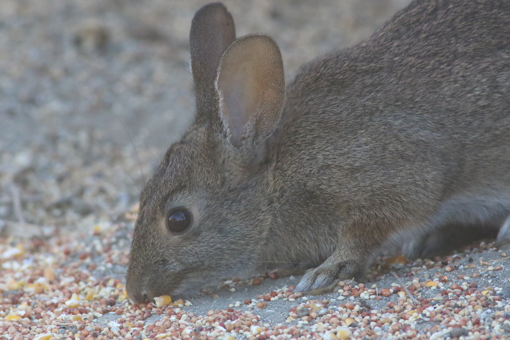 Brush Rabbit from El Granada, CA, USA on October 6, 2023 at 07:19 AM by ...