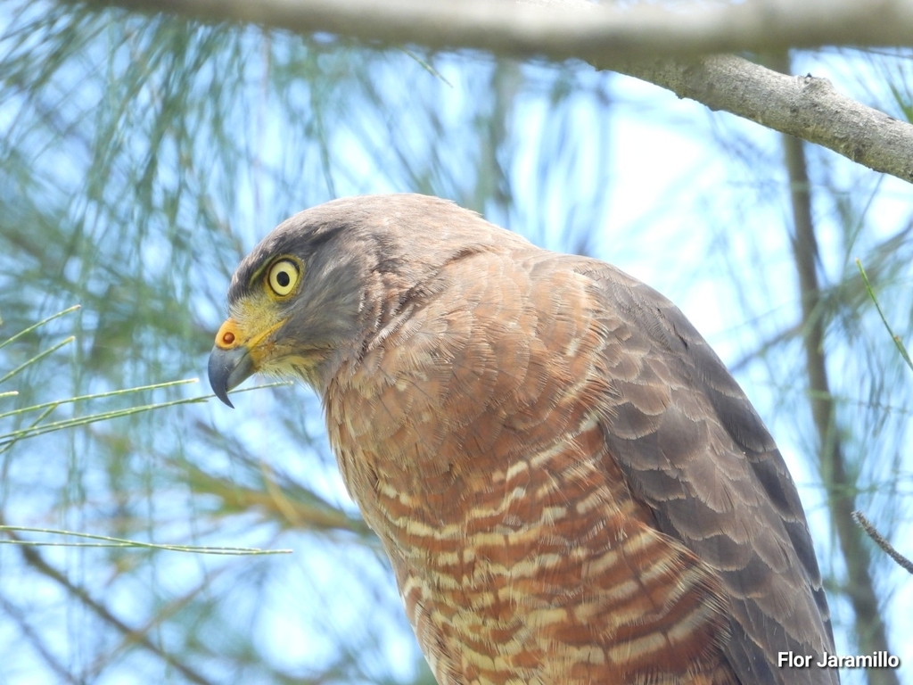 Roadside Hawk from 95807 Ver., México on October 5, 2023 at 11:40 AM by ...