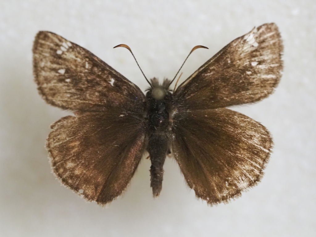 Juvenal's Duskywing from Opeongo Rd. Algonquin Provincial Park, ON ...