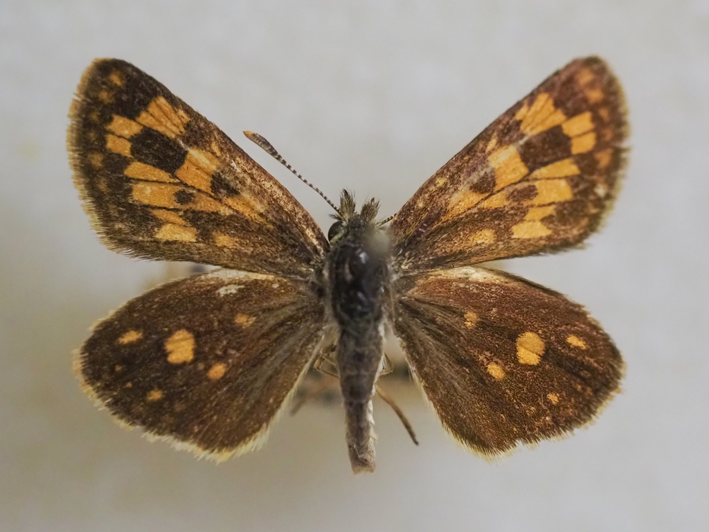 Arctic Skipper from Opeongo Rd. Algonquin Provincial Park, ON, Canada ...