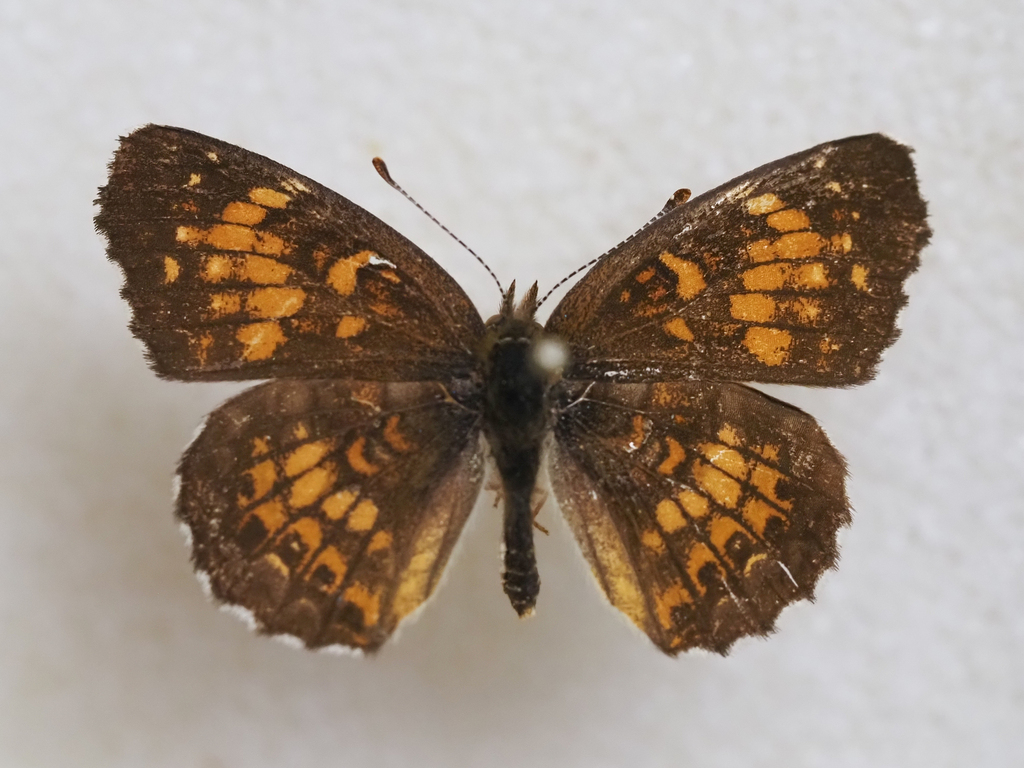 Harris's Checkerspot from Logging exhibit, Algonquin Provincial Park ...