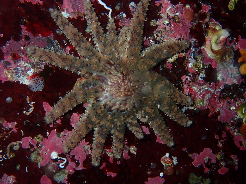 Sunflower Sea Star from Alberni-Clayoquot, CA-BC, CA on October 2, 2023 ...