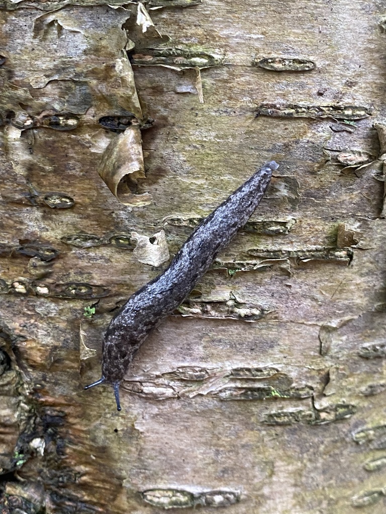 Changeable Mantleslug from Boonton Ave, Boonton, NJ, US on October 6 ...