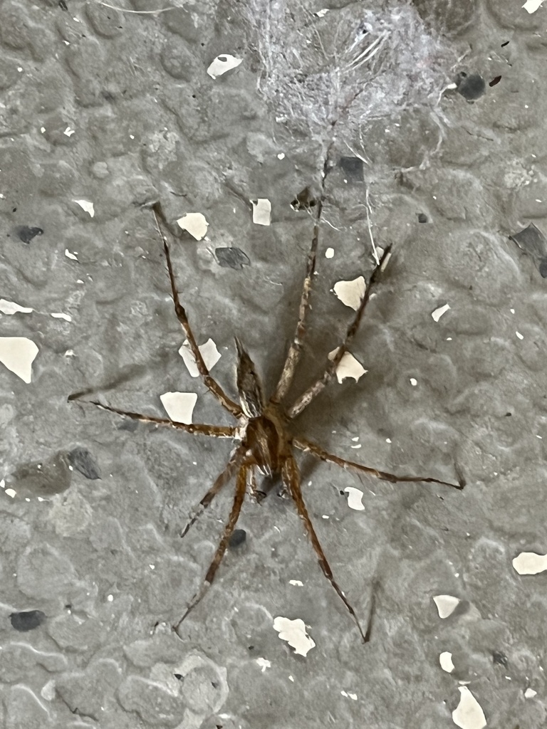 Grass Spiders from Miami University, Oxford, OH, US on October 5, 2023 ...