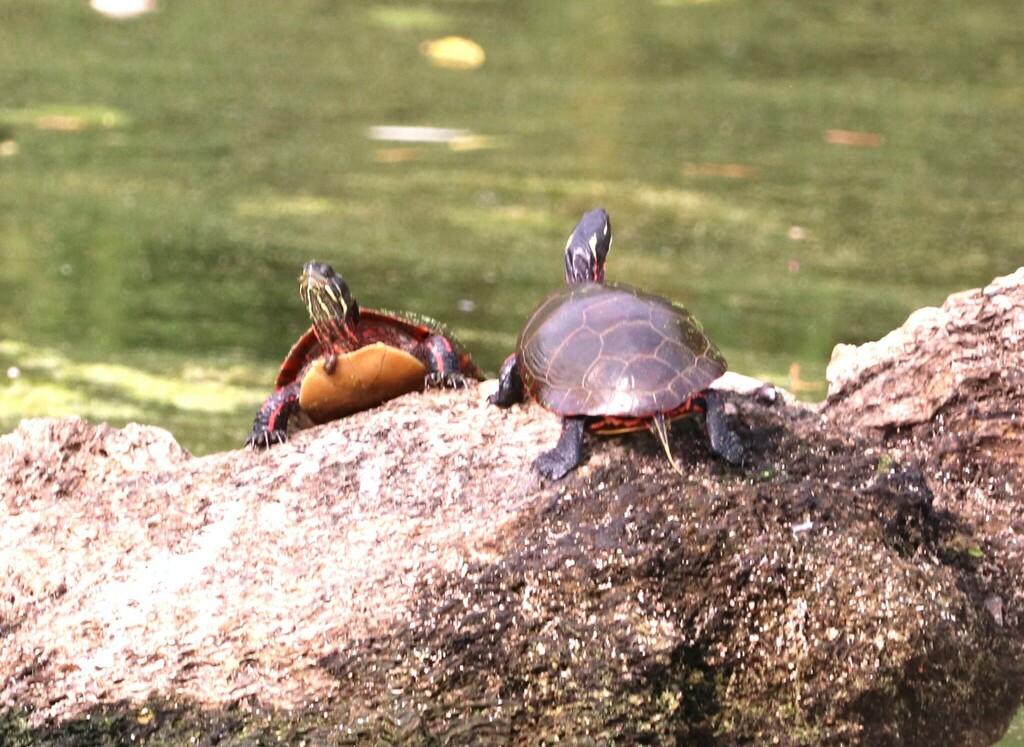 Painted Turtle from Niagara-on-the-Lake, ON, Canada on October 5, 2023 ...