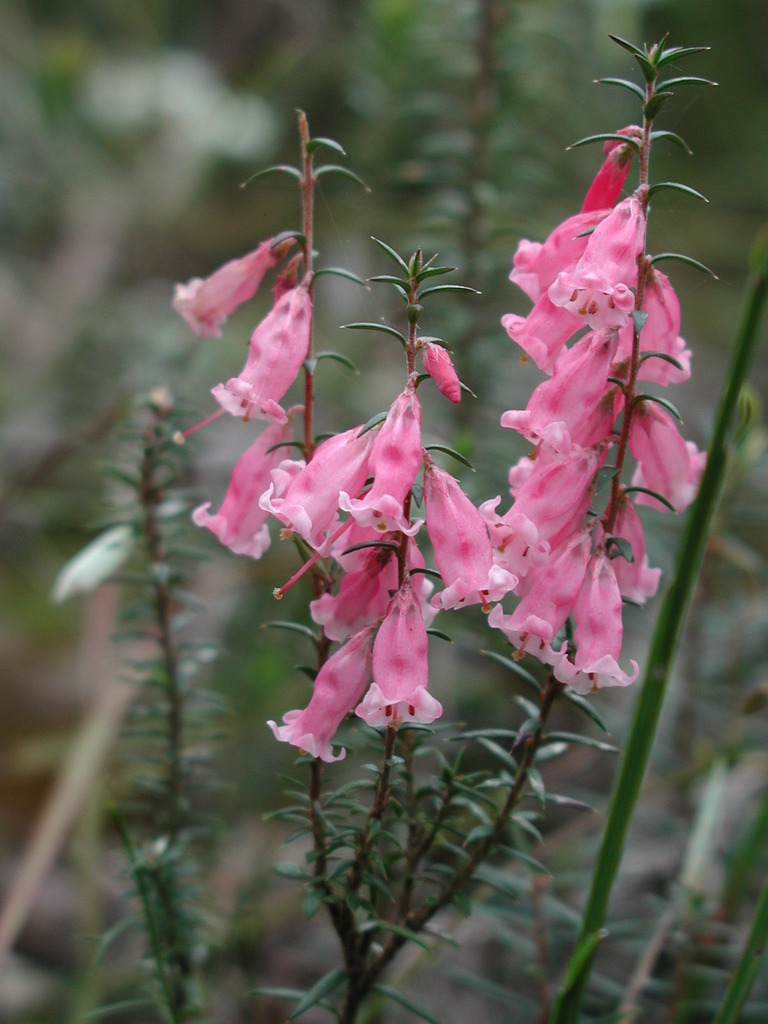 Common Heath from Melbourne VIC, Australia on September 9, 2003 at 01: ...